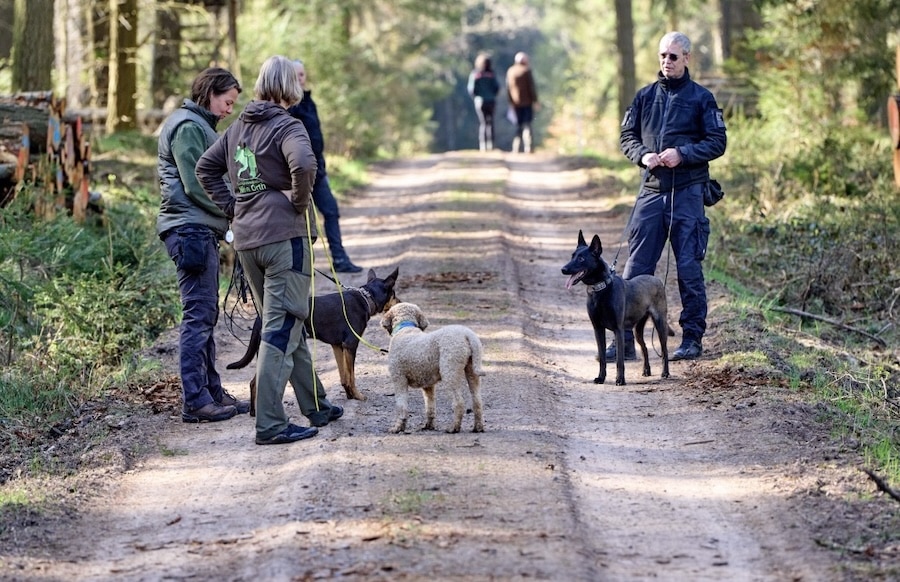 RLP: Training mit "Wildschwein-Pendelsau" - Schweinepest-Spürhunde gesucht