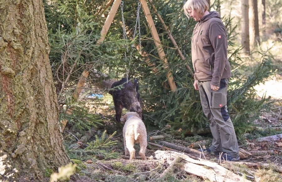 RLP: Training mit "Wildschwein-Pendelsau" - Schweinepest-Spürhunde gesucht
