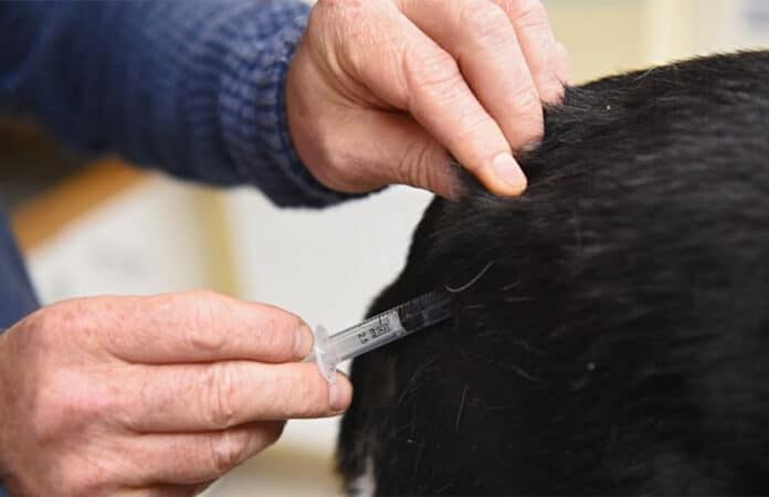 Tollwut bei Hund nachgewiesen: Wie gefährlich ist der Fall in RLP?